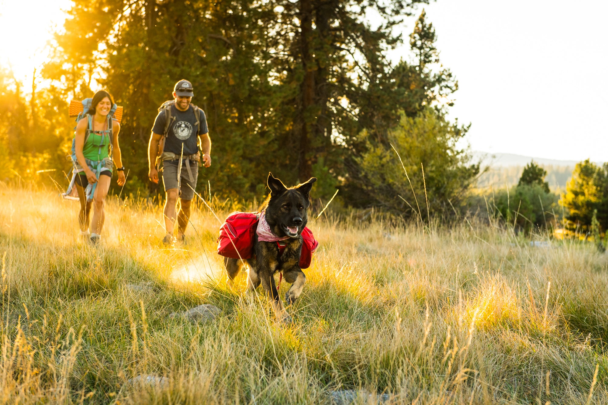 Top 5 Pet Friendly Campsites in Queensland – Outdoor Connection